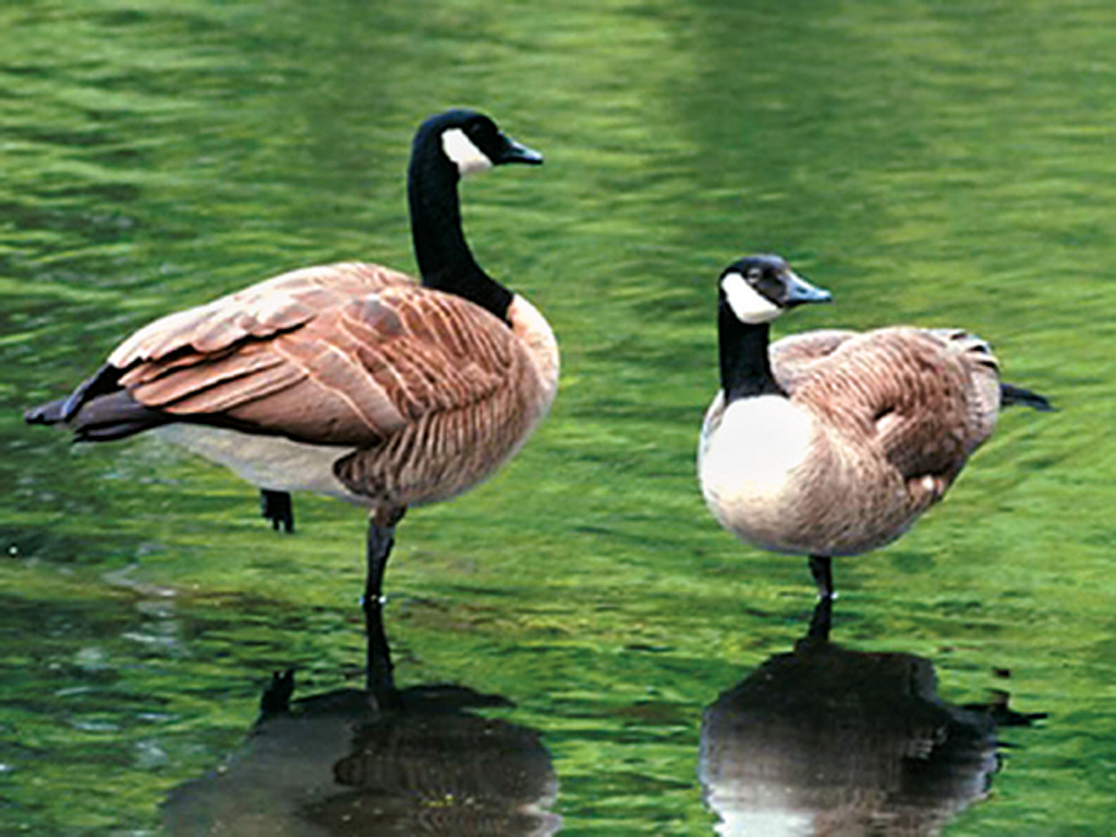 Telangana’s Wildlife