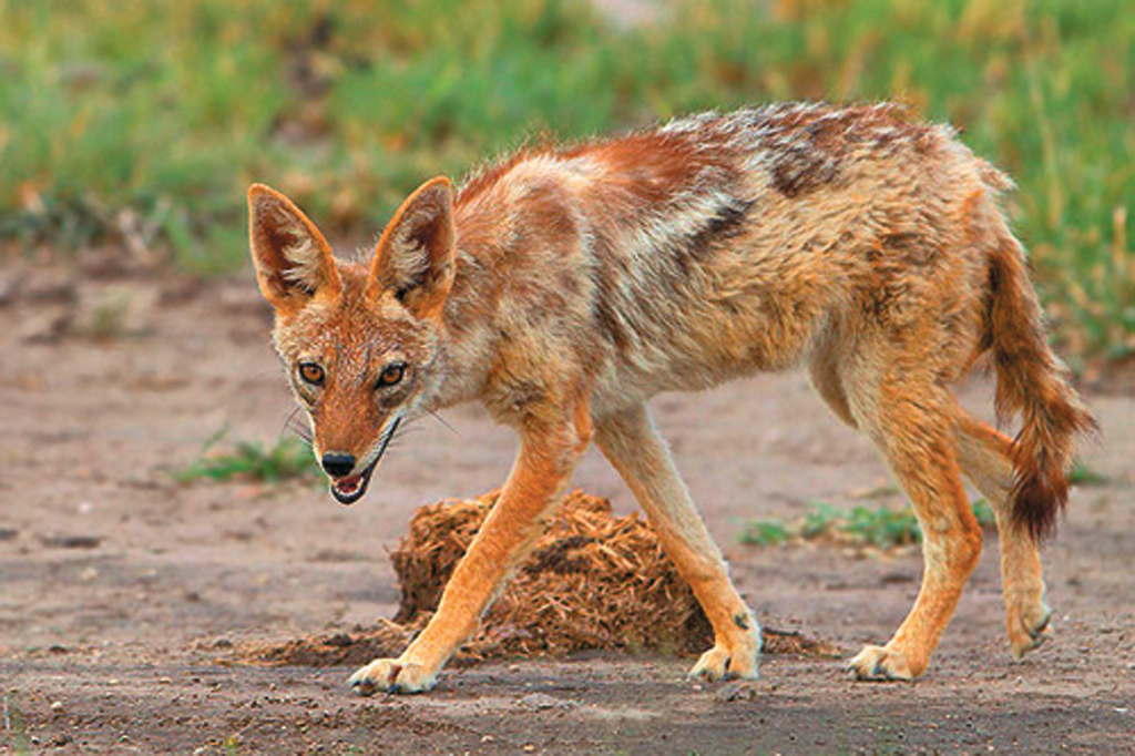 Telangana’s Wildlife
