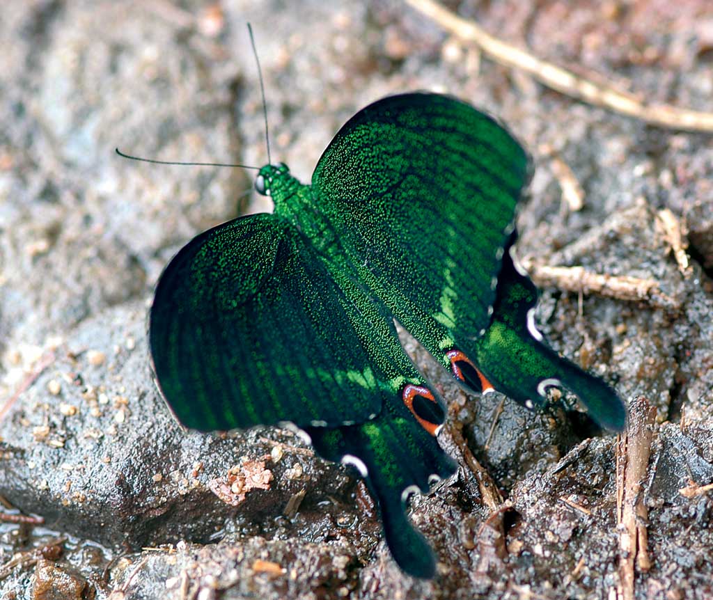 Thattekkad: Feathered Haven