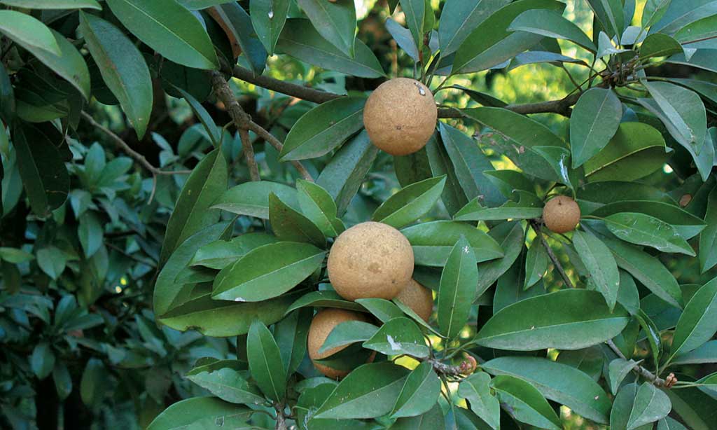 Bordi: Of Beachfronts and Fruit Orchards