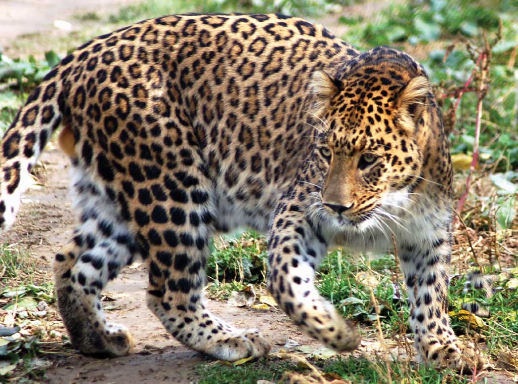 Kashmir: Dachigam National Park