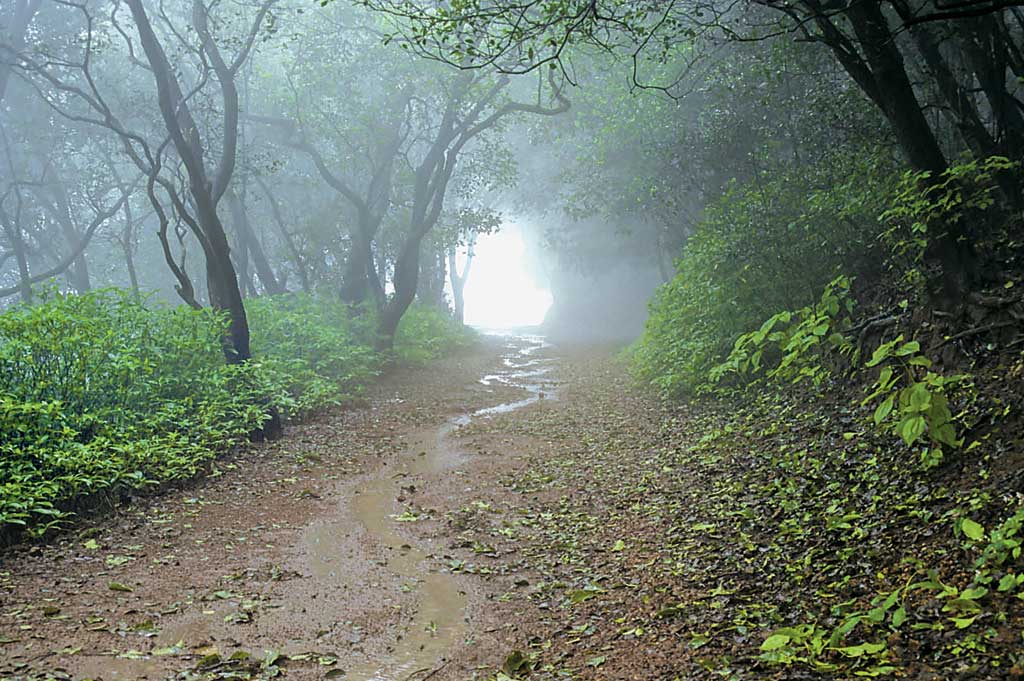 Matheran: Nature’s Bounty
