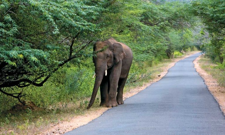 Chinnar Wildlife Sanctuary - Outlook Traveller