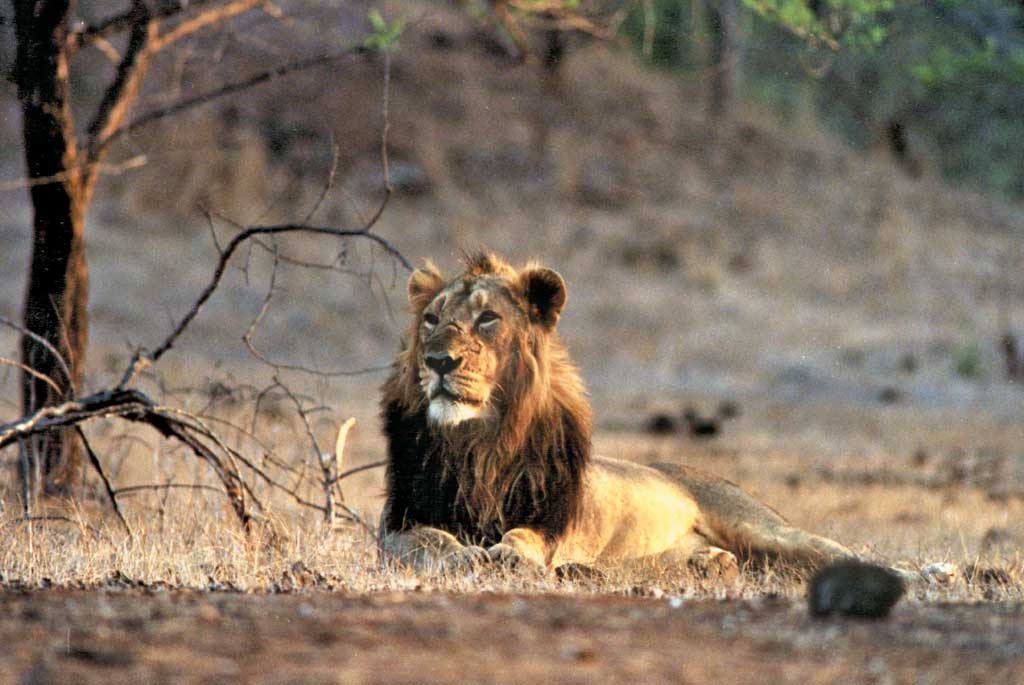 Gir Forest National Park