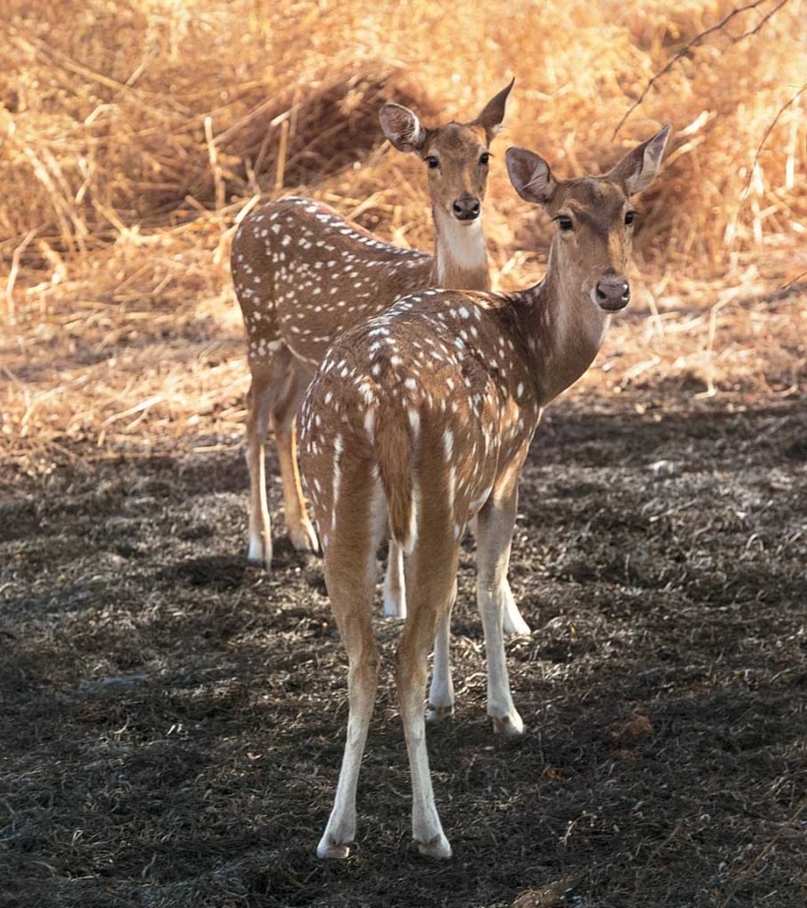 Gir Forest National Park
