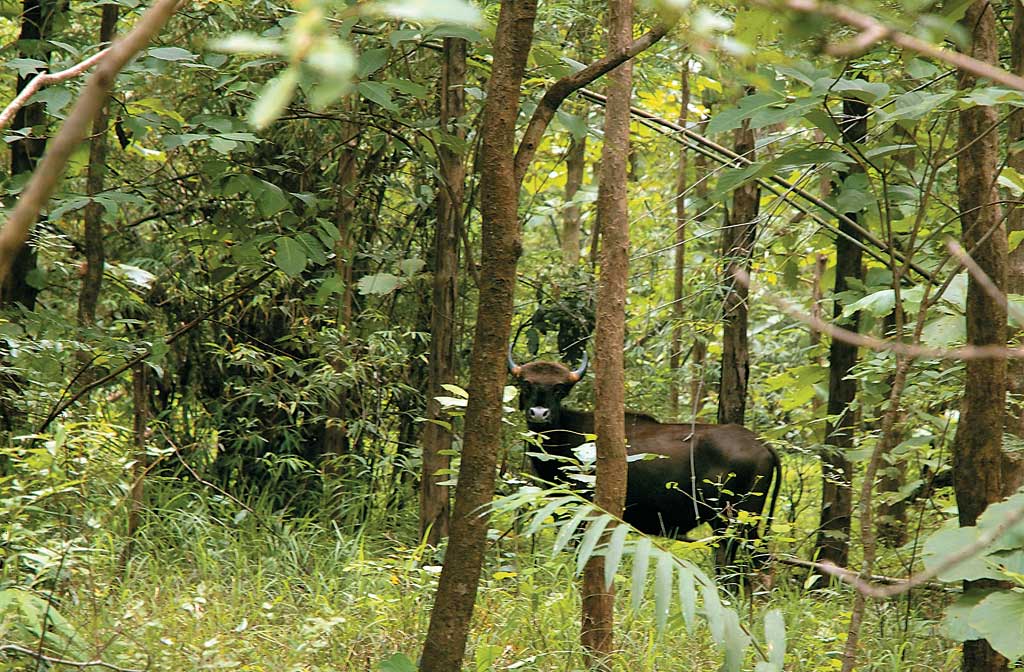 Barnawapara Wildlife Sanctuary