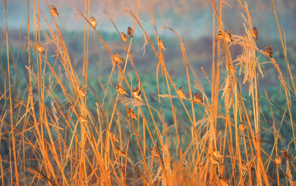 Harike Bird Sanctuary: Birds of a Feather