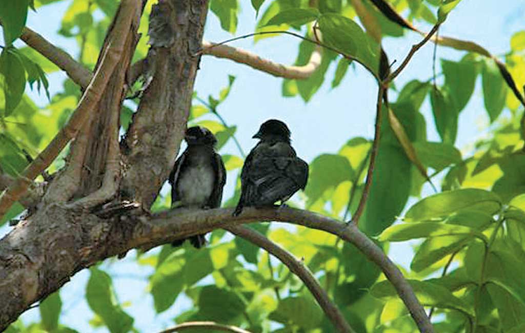 Ratapani Wildlife Sanctuary