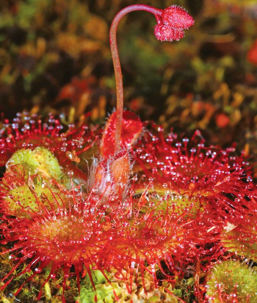 Kaas Plateau: Where the Wildflowers Are