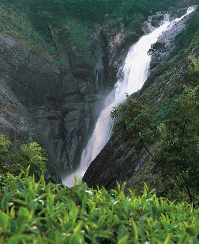 Munnar: Of Tea and Wildlife - Outlook Traveller