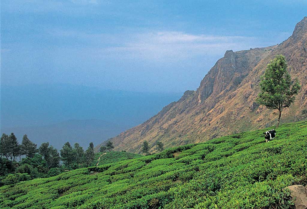 Bellikkal: In Nature’s Lap