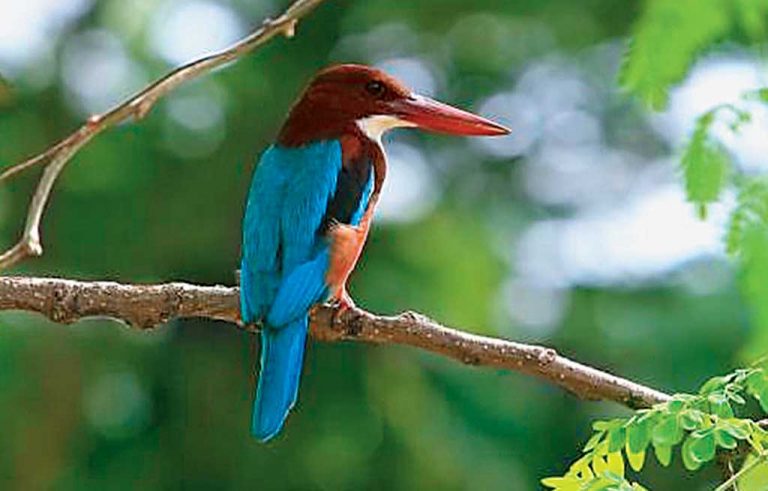 Kaimur: Rock of Ages