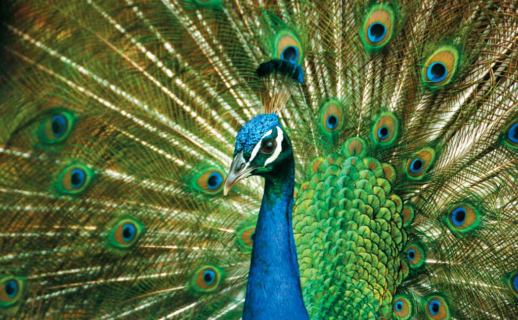 Motihari: Wonders Galore