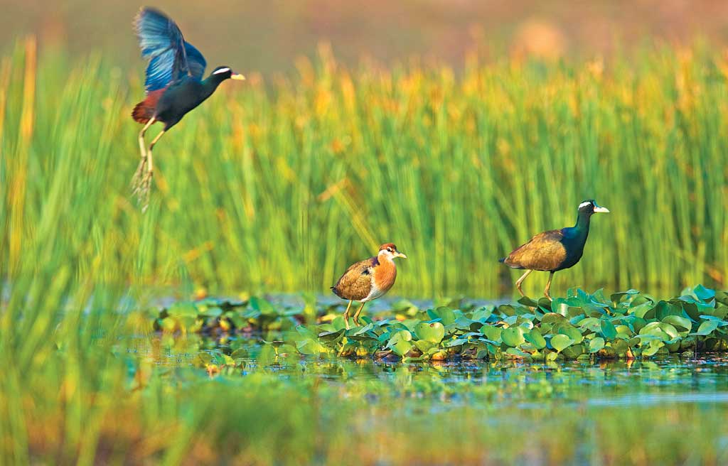 Chilika Bird Sanctuary
