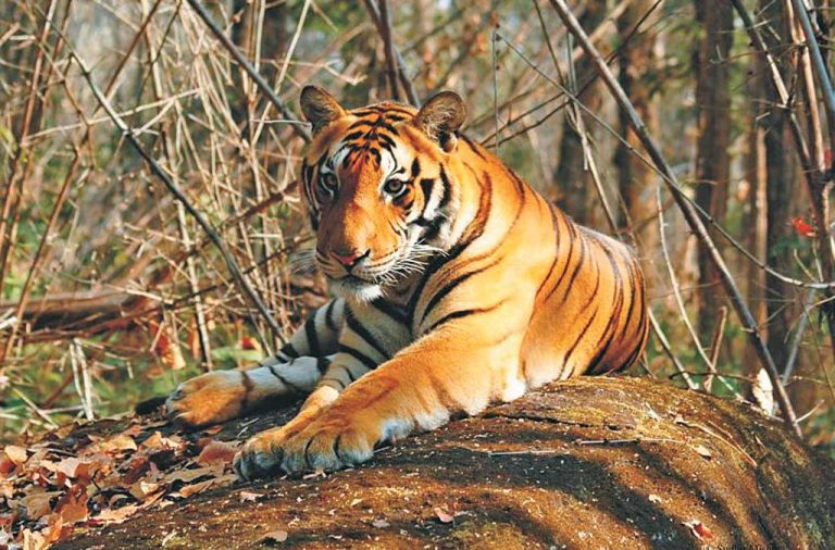 Satkosia Gorge Sanctuary - Outlook Traveller