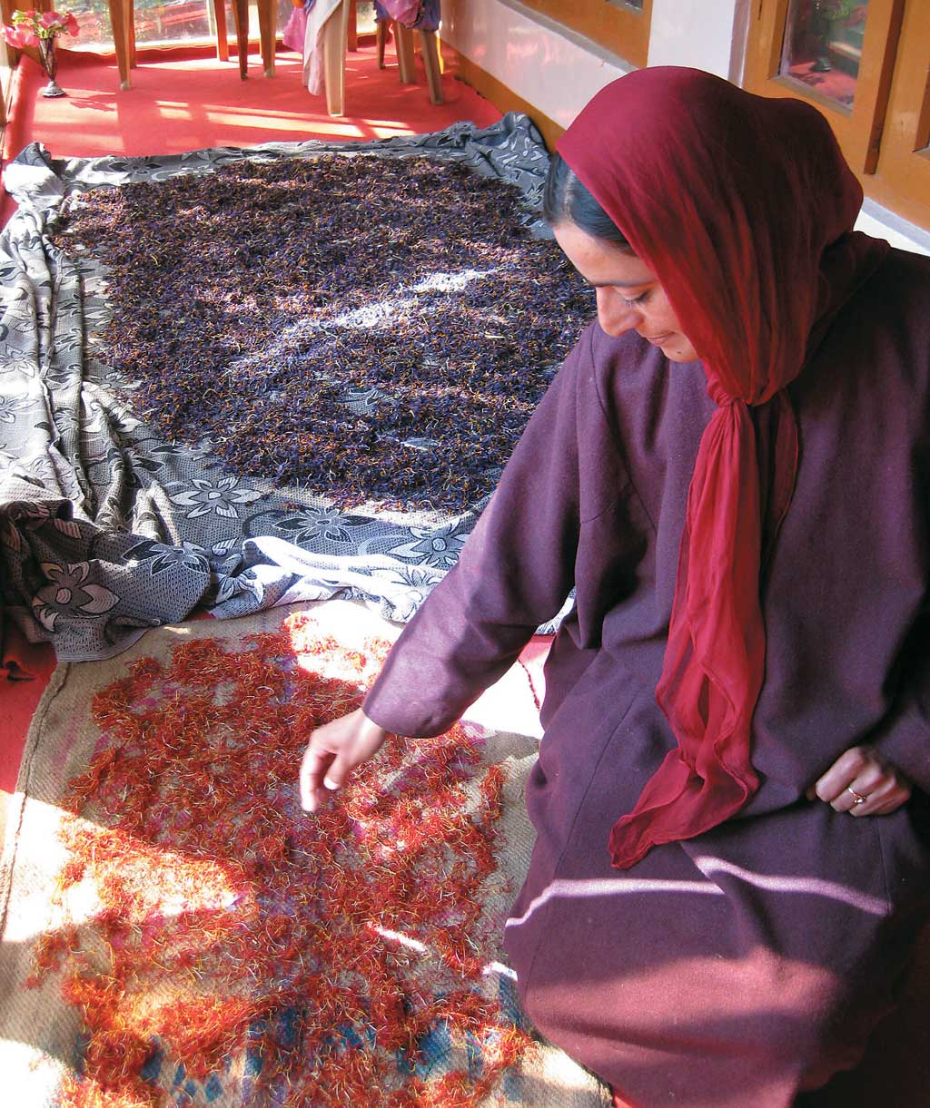 Kashmir’s Legendary Saffron