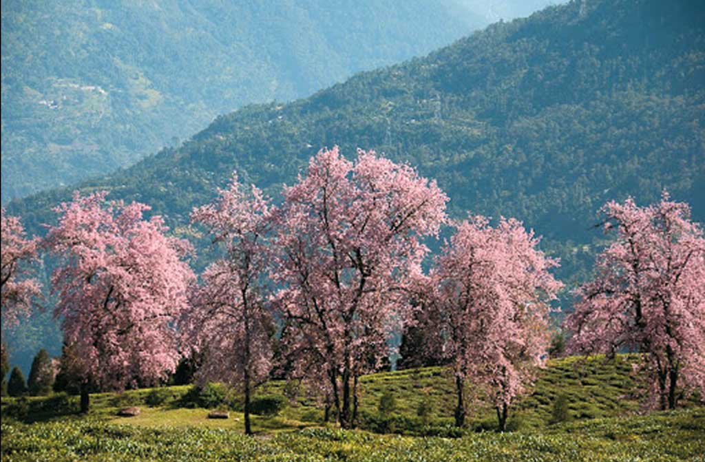 Tangmarg: Strawberries and Green