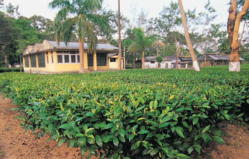 Jorhat: Everything Stops for Tea