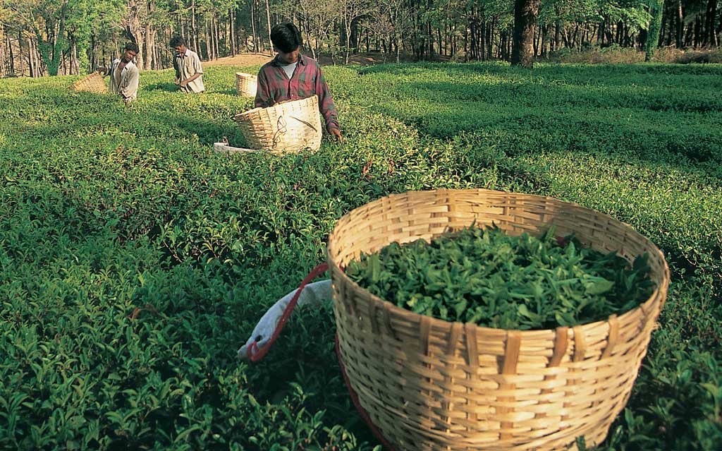 Palampur: Kangra’s Tea Centre