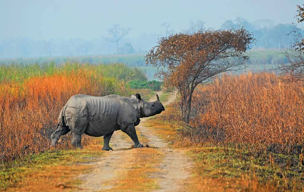 The Northeast: Wildlife Paradise