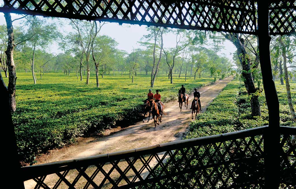 Dibrugarh: Tea Country
