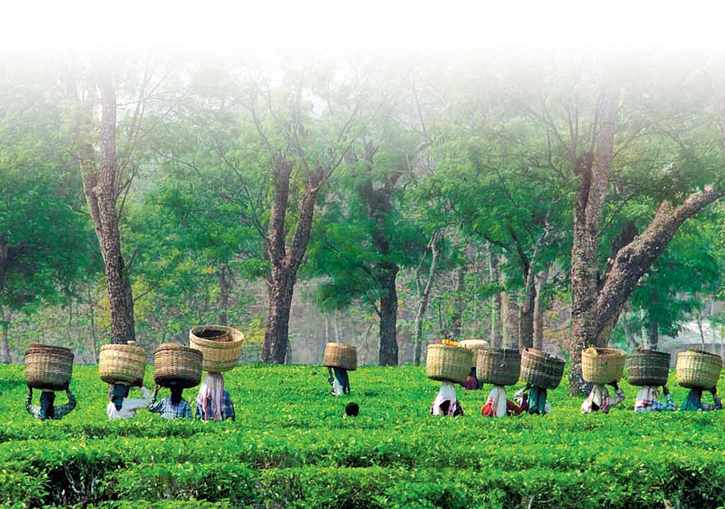 The Northeast: Tea Tales