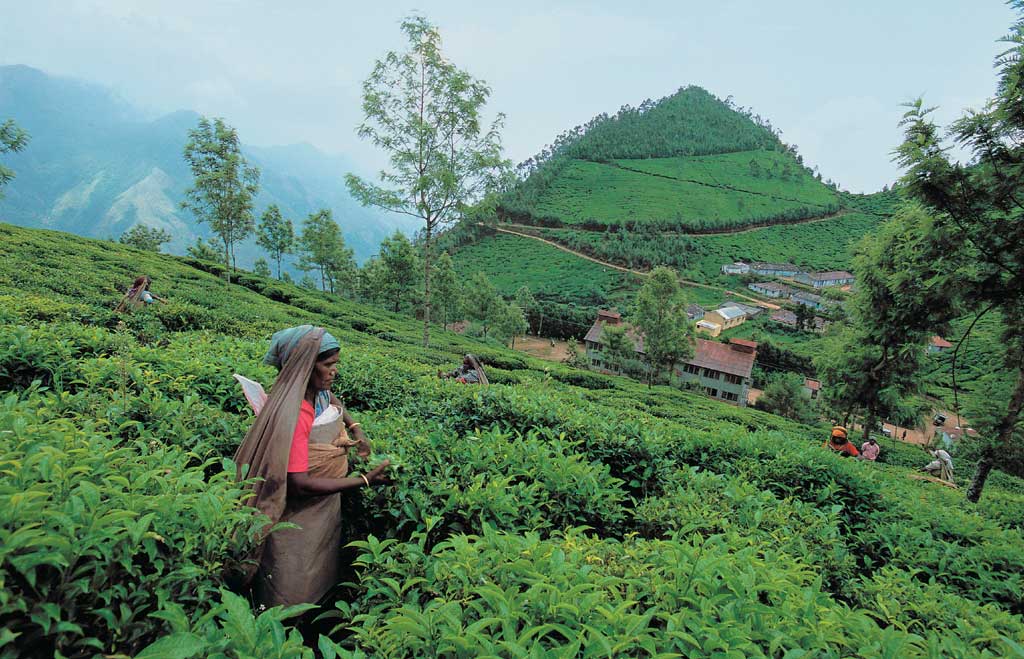 Kerala: A Quick Guide Munnar - Outlook Traveller
