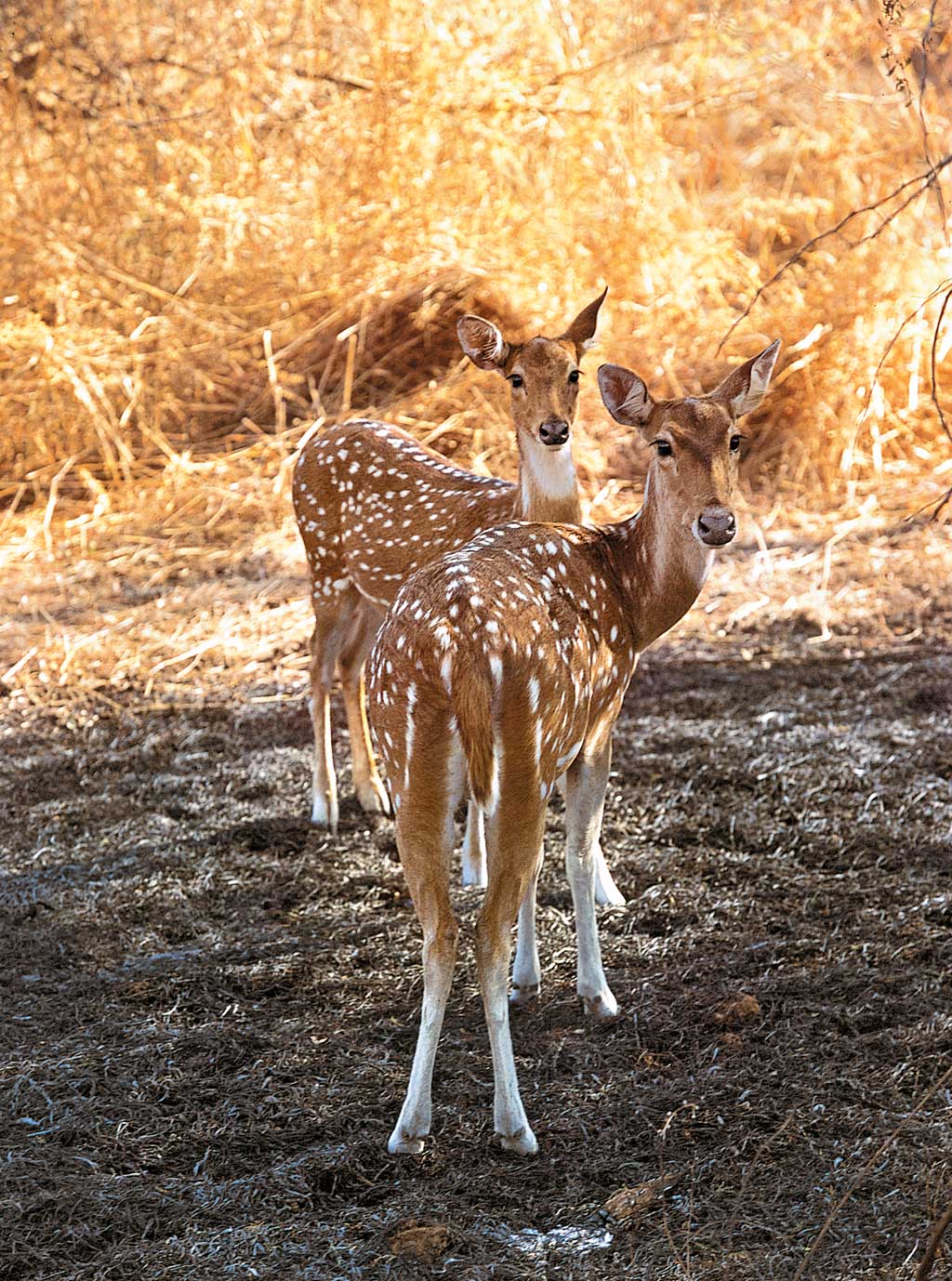 Gir Forest National Park