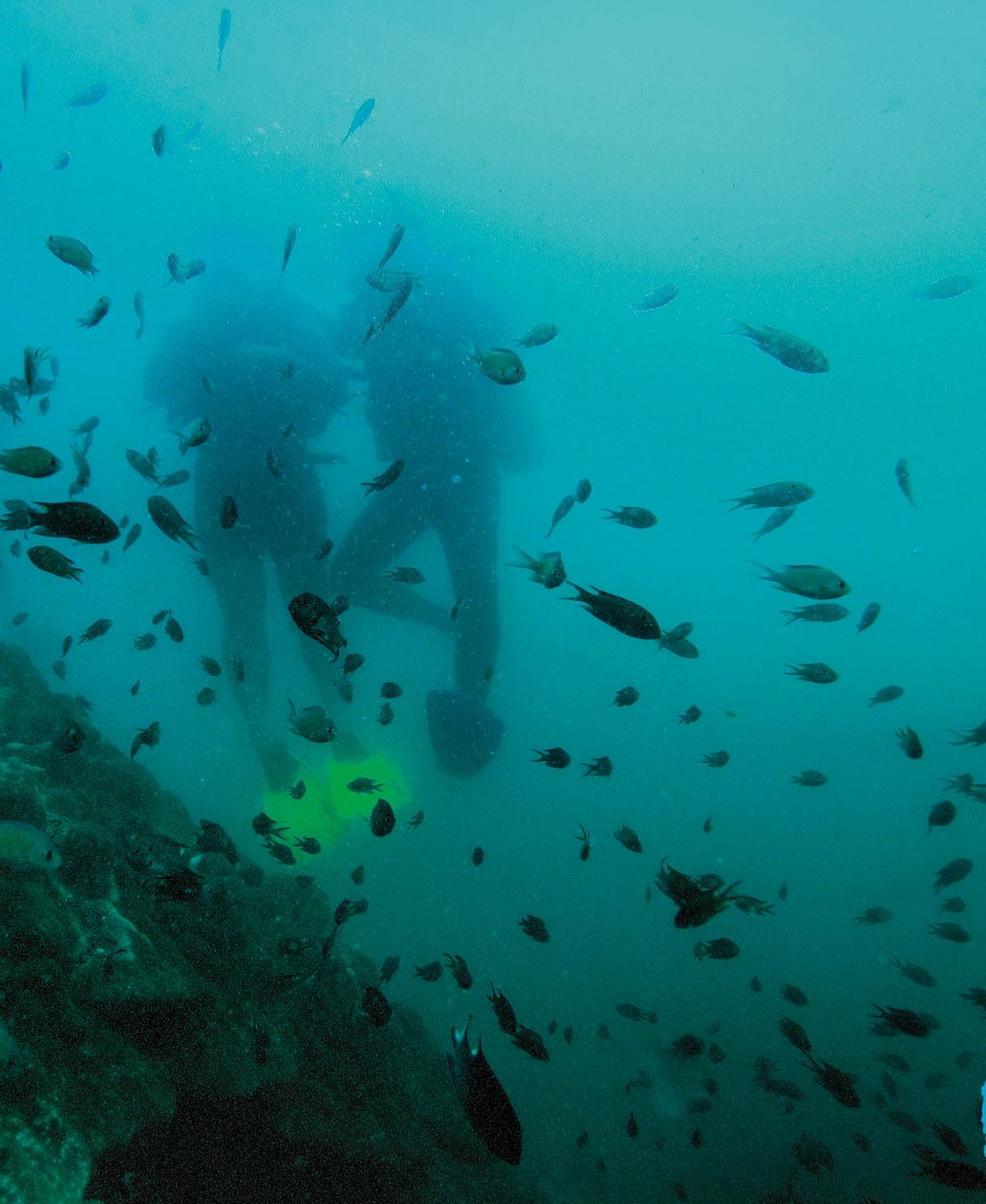 Karnataka: Dive and explore the spectacular underwater life of Netrani ...