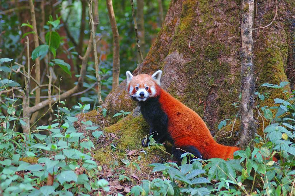 5 Best Wildlife Sanctuaries Of Bengal