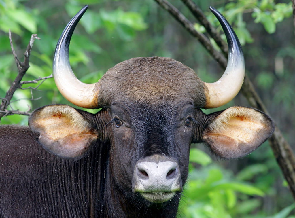 Top 5 Wildlife Destinations in Kerala - Outlook Traveller