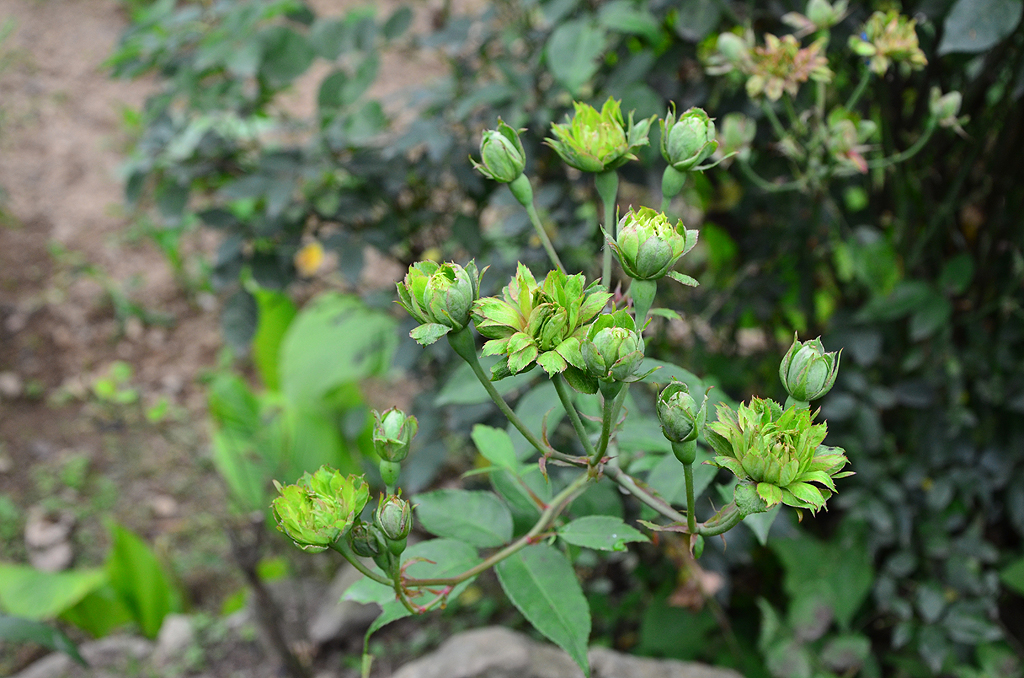 From Great Hunters to a Green Village: Khonoma's Story - Outlook Traveller