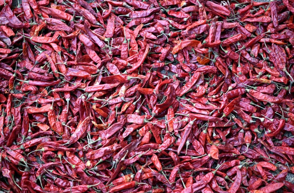 In Search of the Mathania Chilli